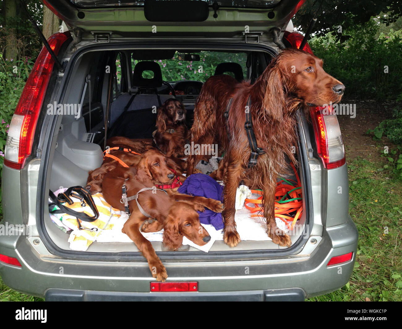 Dog in back seat of car hi-res stock photography and images - Alamy