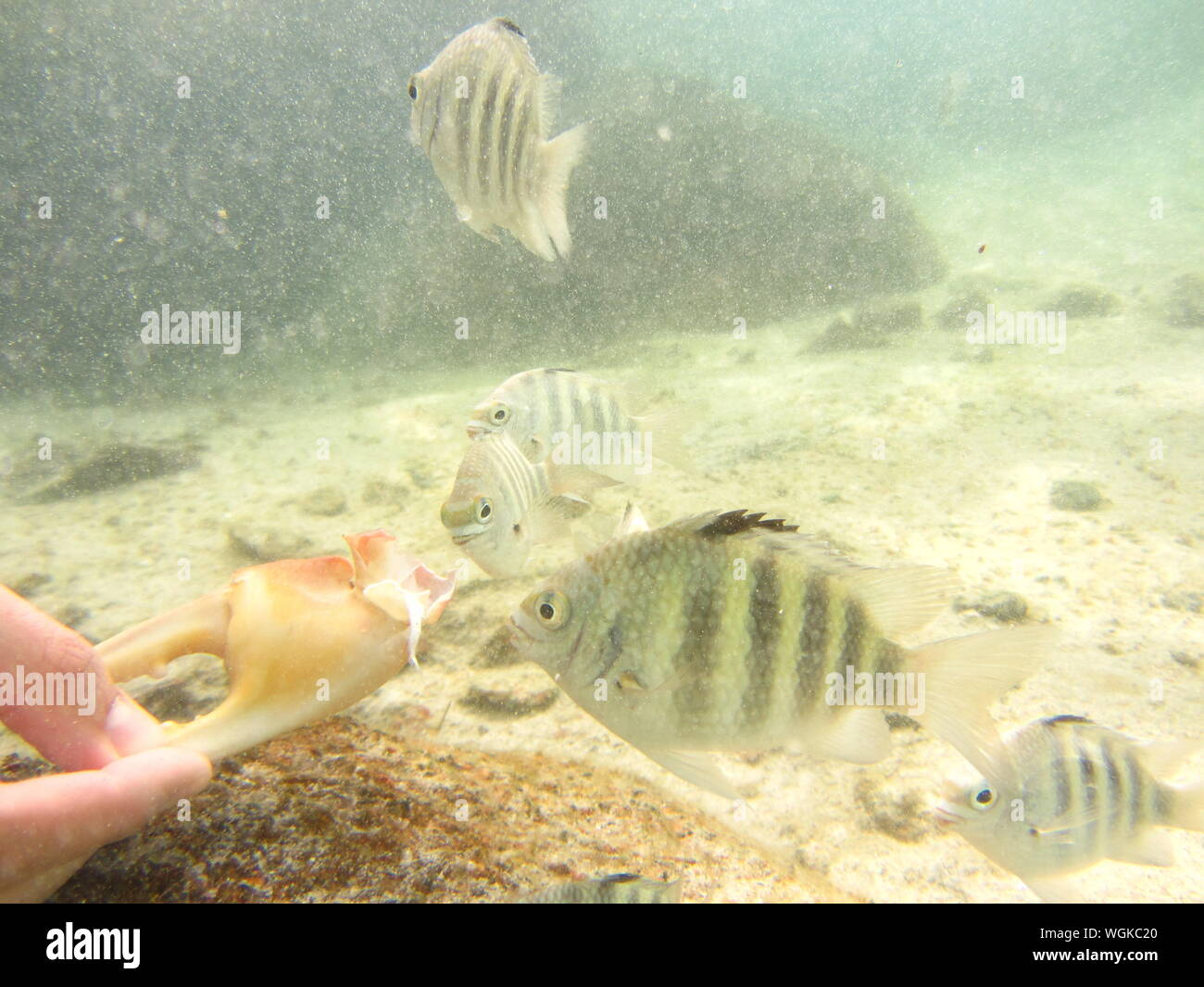 Underwater activities fish hi-res stock photography and images - Alamy