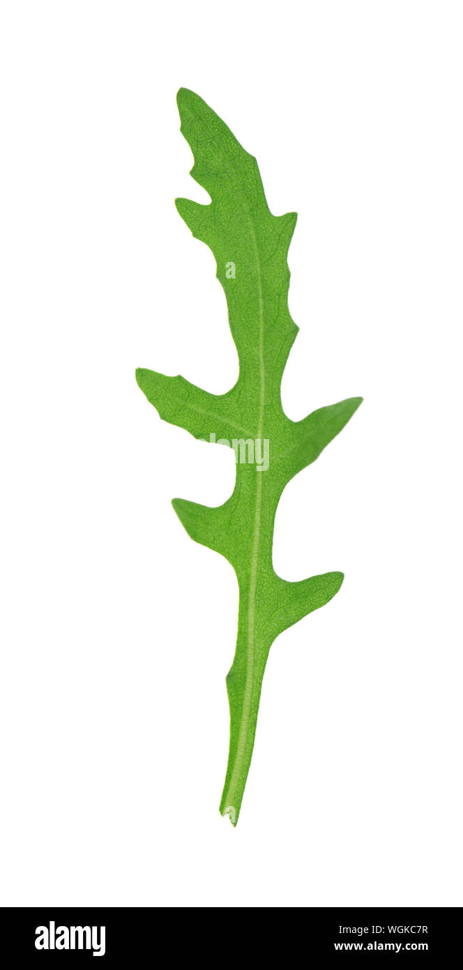 Fresh arugula leaf isolated on white background. Clipping path. Top ...