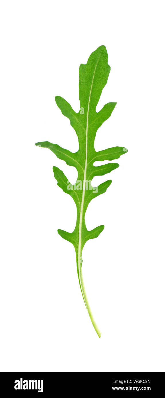 Fresh arugula leaf isolated on white background. Clipping path. Top ...