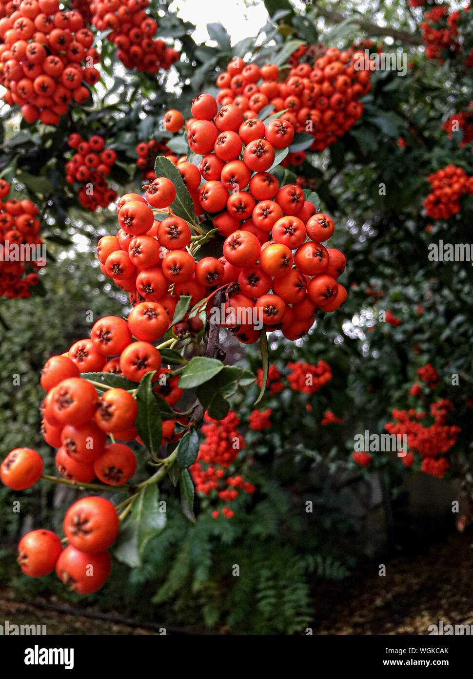 Berries hanging from tree branches hi-res stock photography and images ...