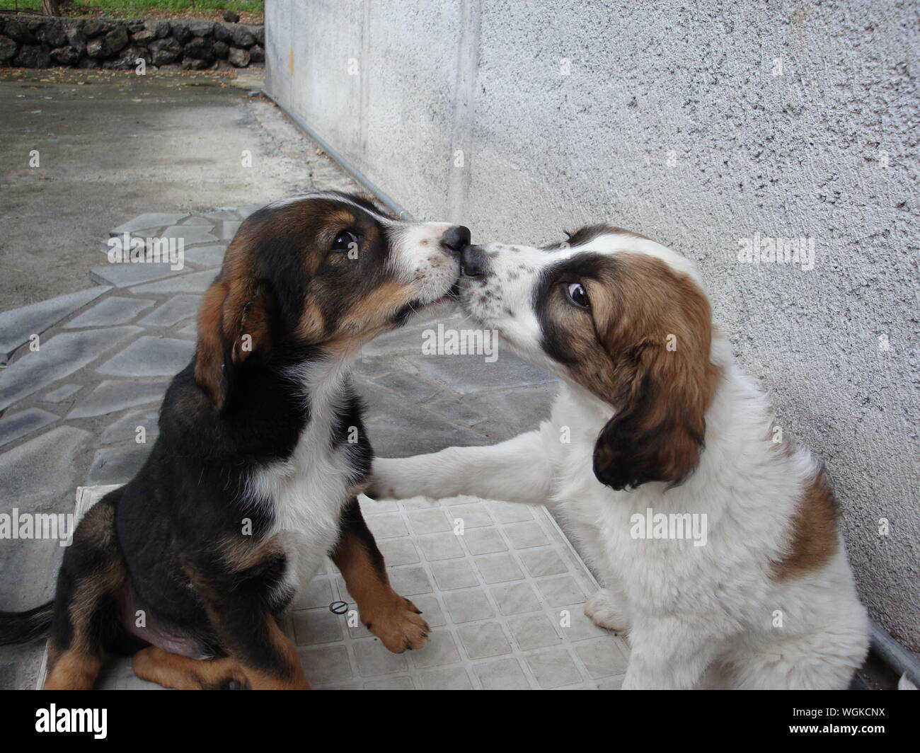 Kissing two dogs hi-res stock photography and images - Alamy