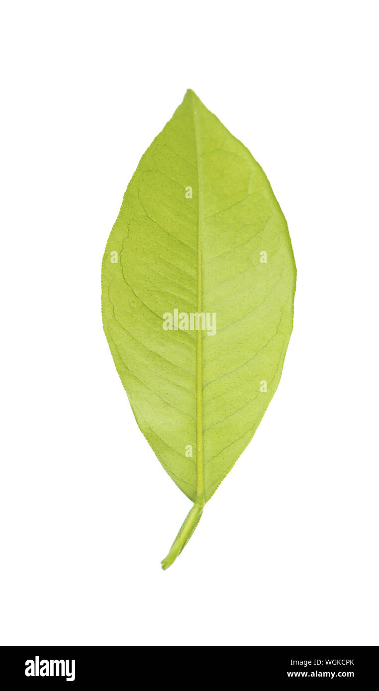 Lemon leaves isolated on white background. Branch of citrus leaf. Part ...