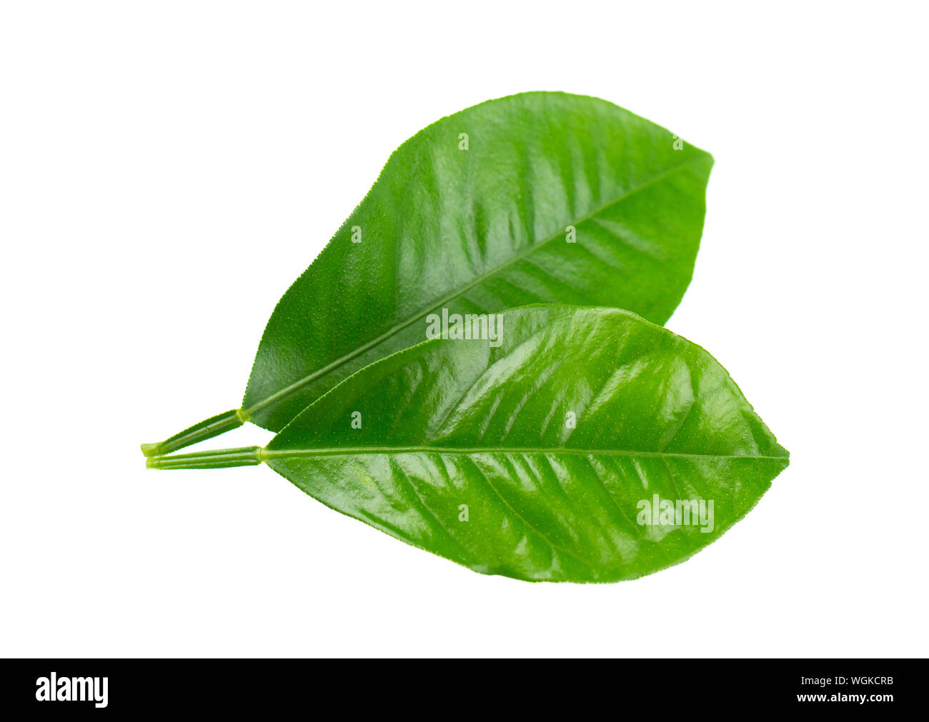 Lemon leaves isolated on white background. Branch of citrus leaf. Part ...
