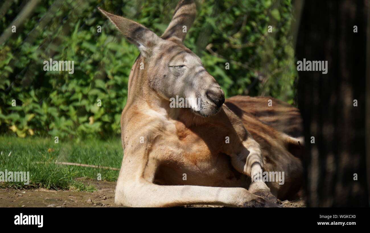 Kangaroo sleeping hi-res stock photography and images - Alamy