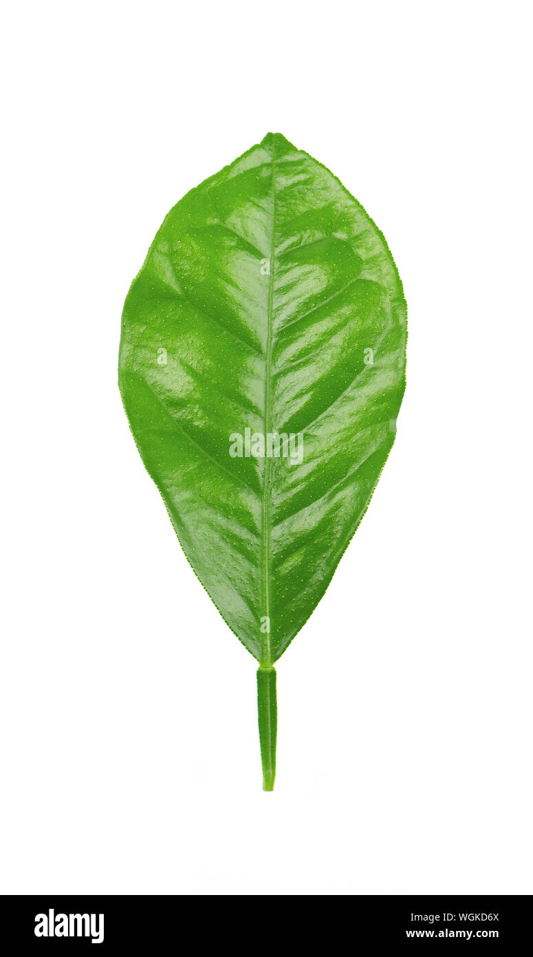 Lemon leaves isolated on white background. Branch of citrus leaf. Part ...