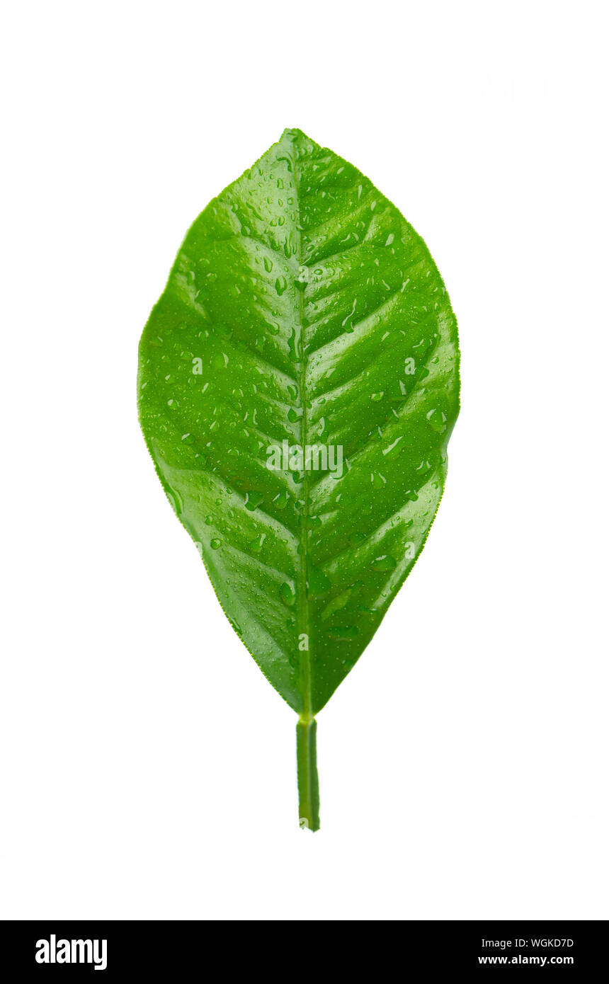 Lemon leaves isolated on white background. Branch of citrus leaf. Part ...