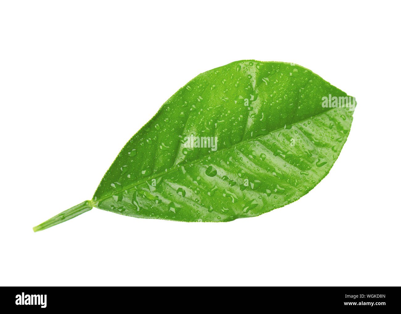 Lemon leaves with drops isolated on white background. Branch of citrus ...