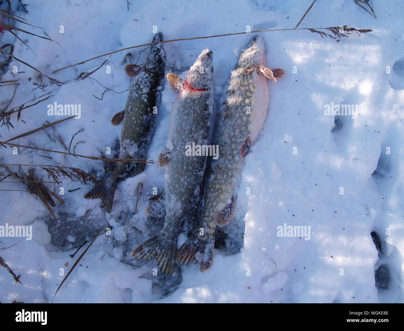 Snow fish hi-res stock photography and images - Alamy
