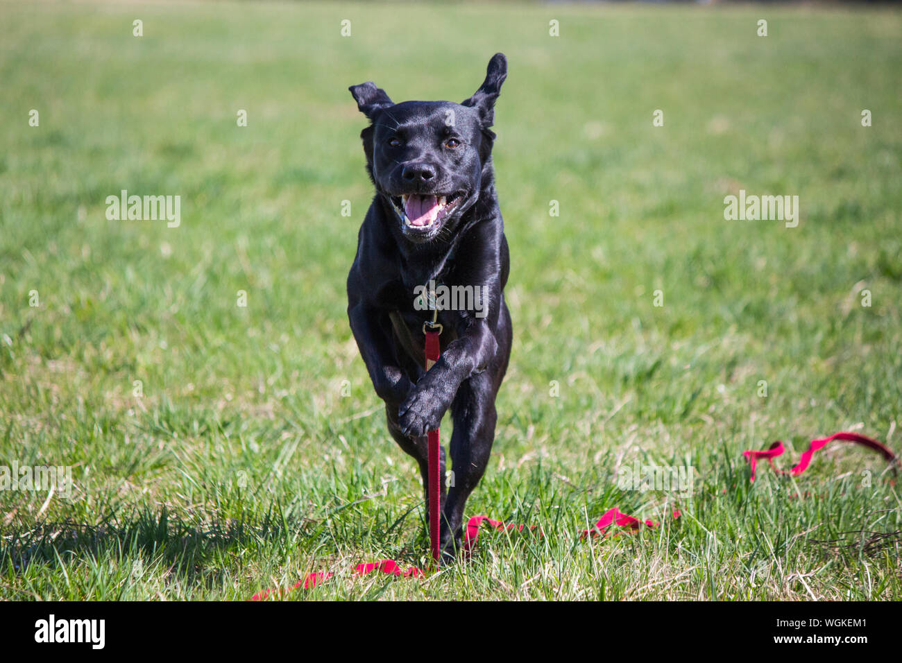 Labrador running on grass hi-res stock photography and images - Alamy