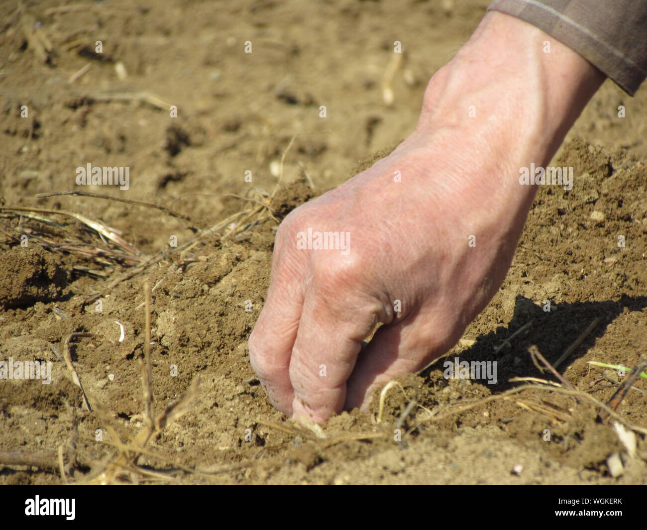 Hand planting seed hi-res stock photography and images - Alamy
