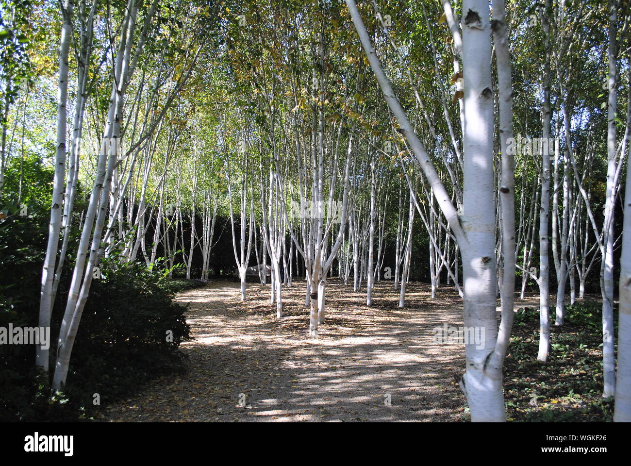 Himalayan Birch High Resolution Stock Photography and Images - Alamy