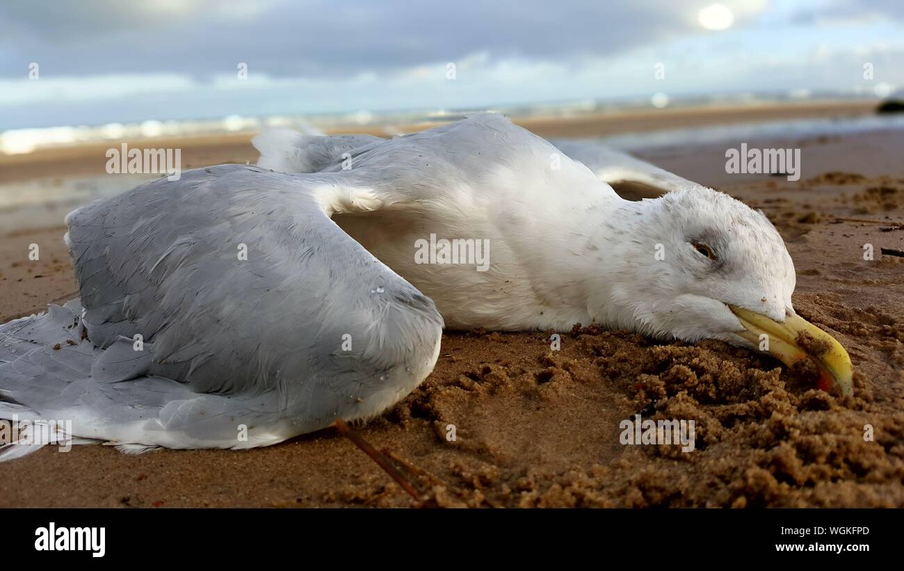 Dead seagull hi-res stock photography and images - Alamy