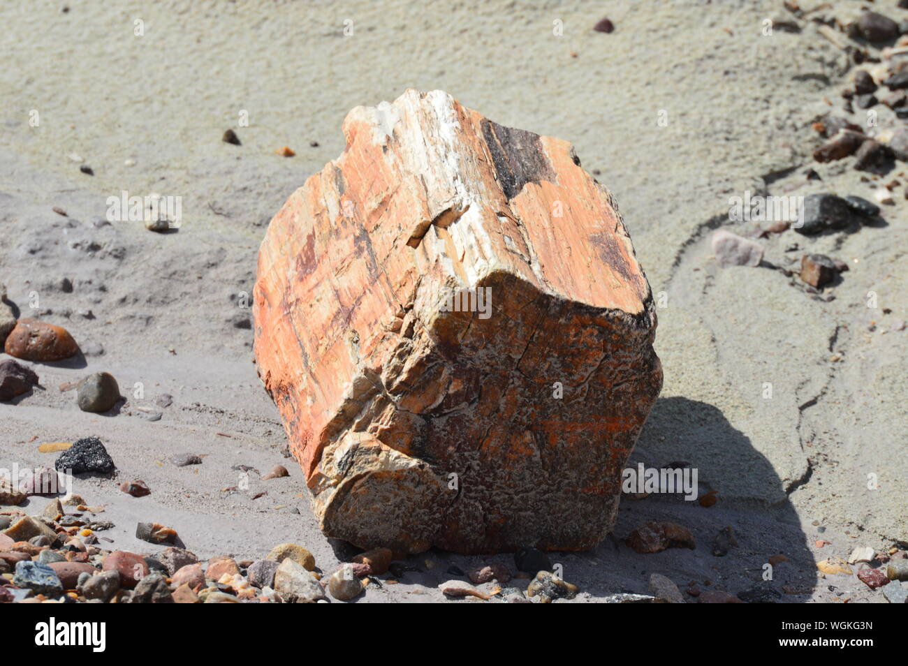 Desert wood hi-res stock photography and images - Alamy