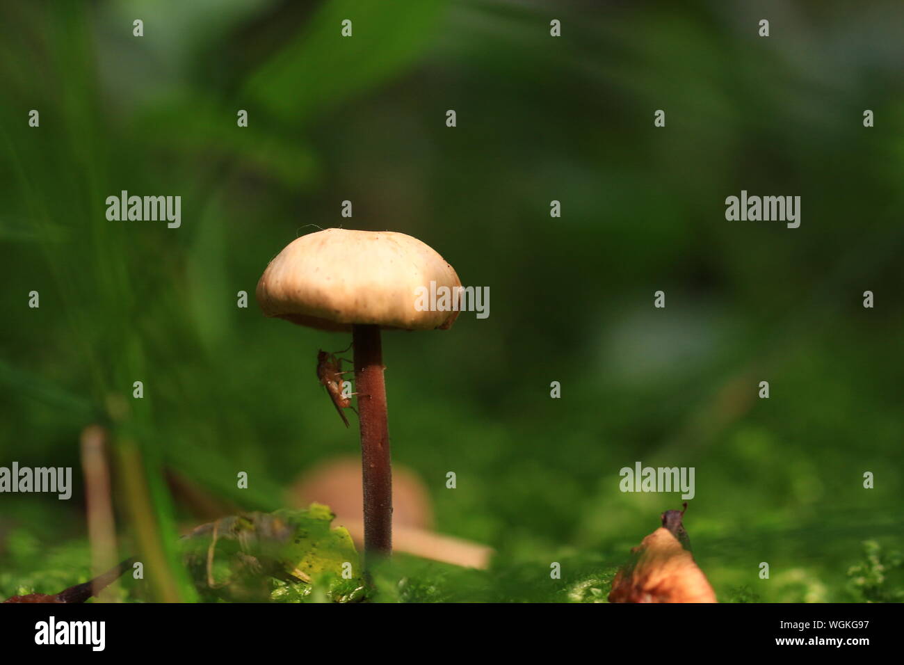 Insect mushroom hi-res stock photography and images - Alamy
