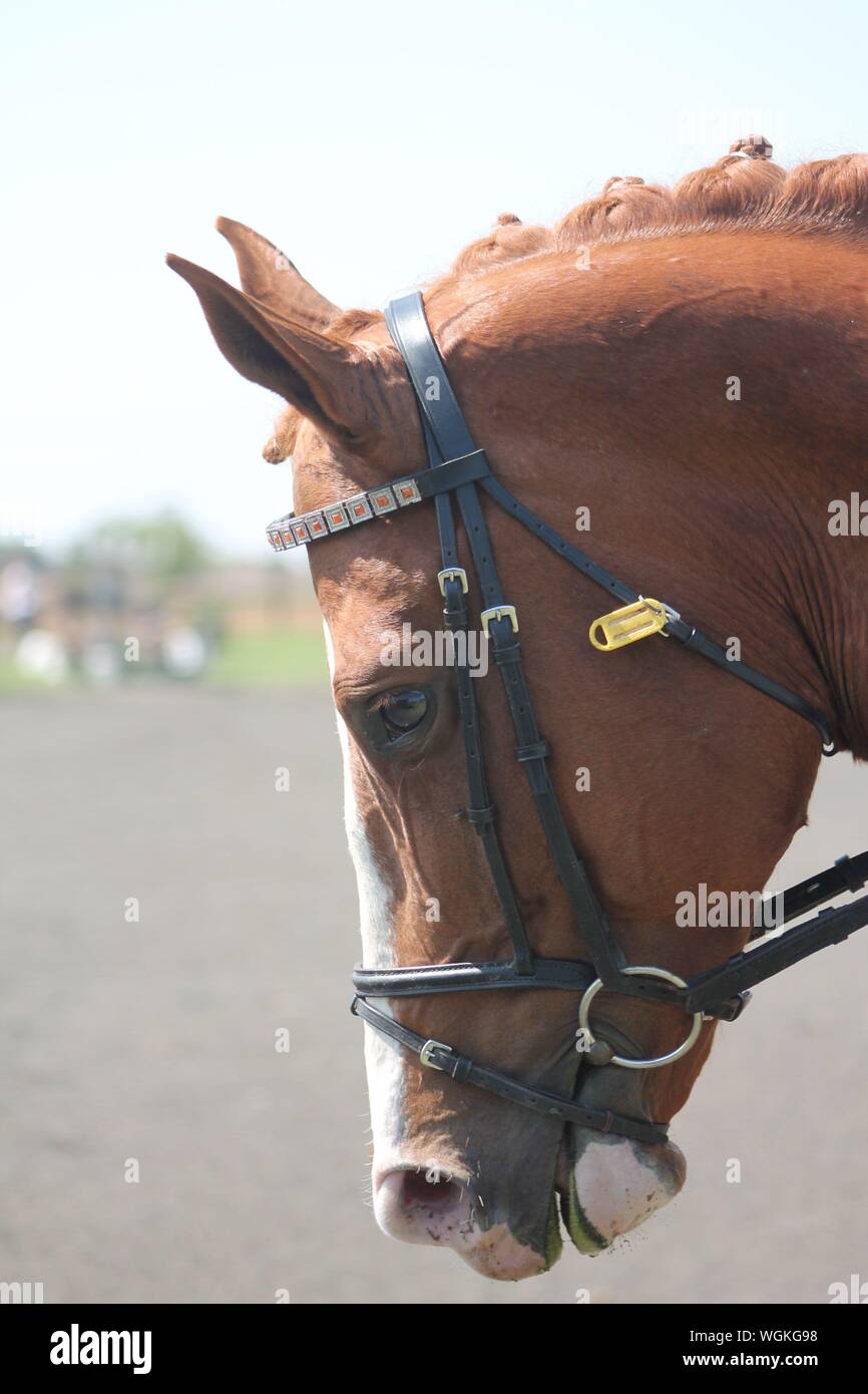 Bridle side hi-res stock photography and images - Alamy