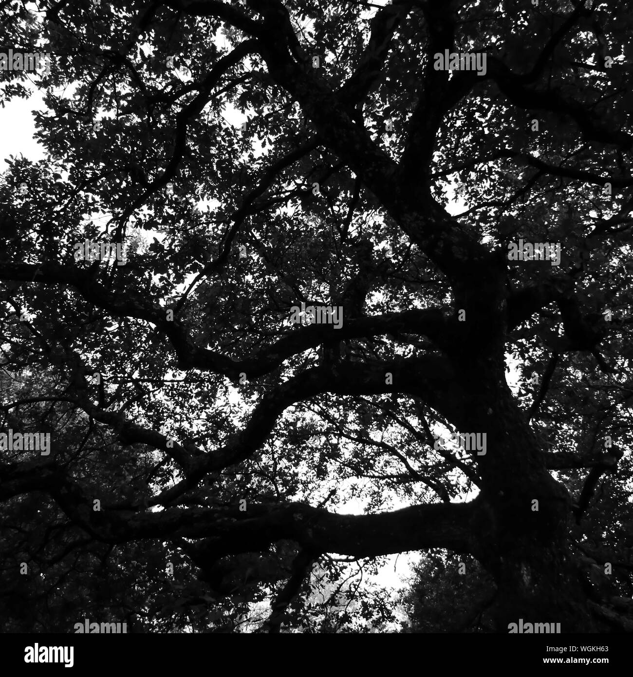 Alès region, Gard, France Stock Photo - Alamy