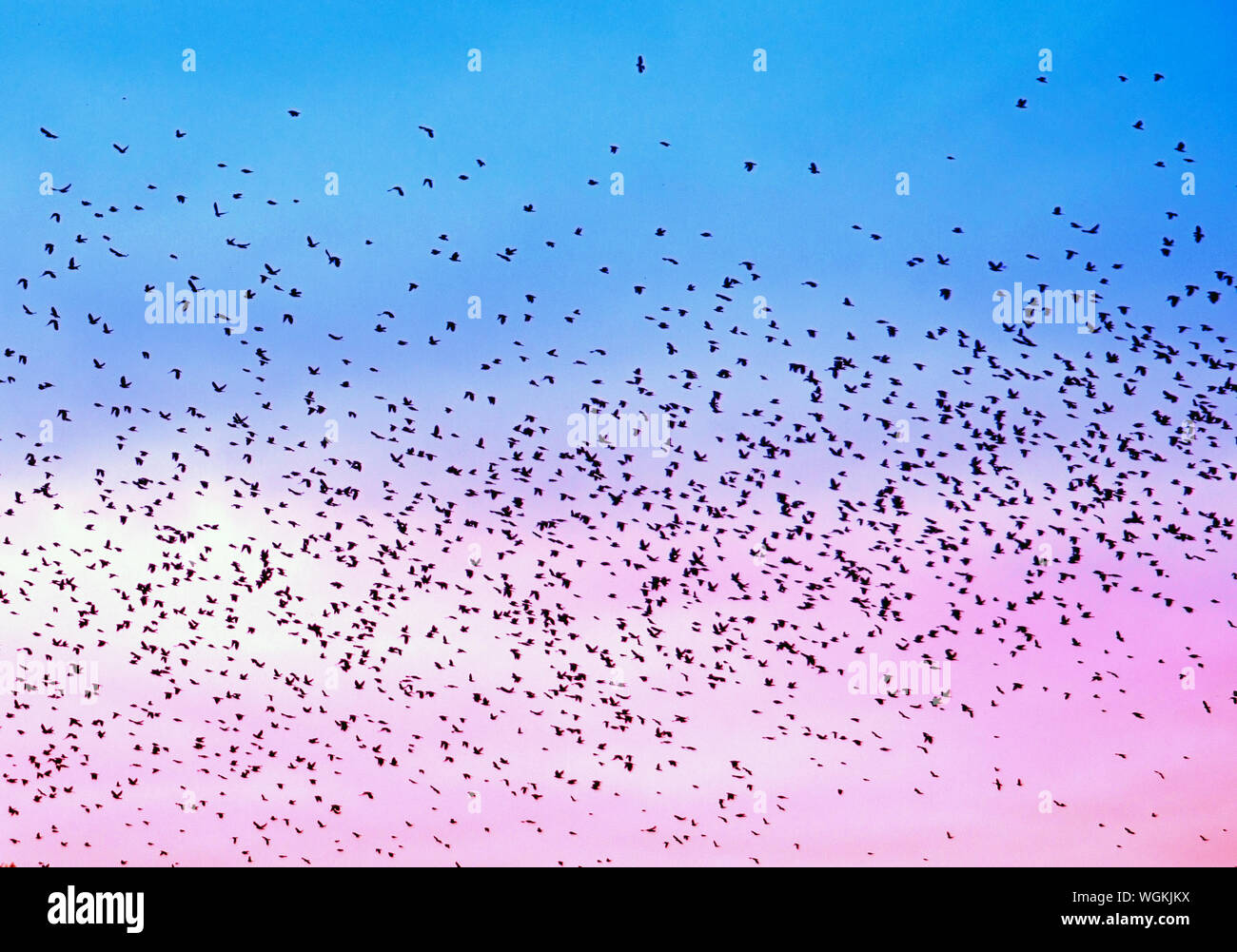 Dramatic birds in flight hi-res stock photography and images - Alamy