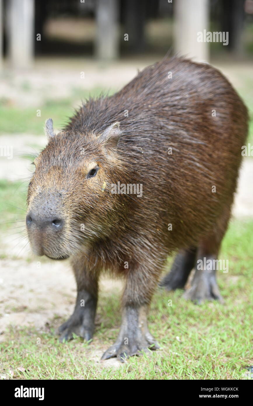 Capybara portrait hi-res stock photography and images - Alamy