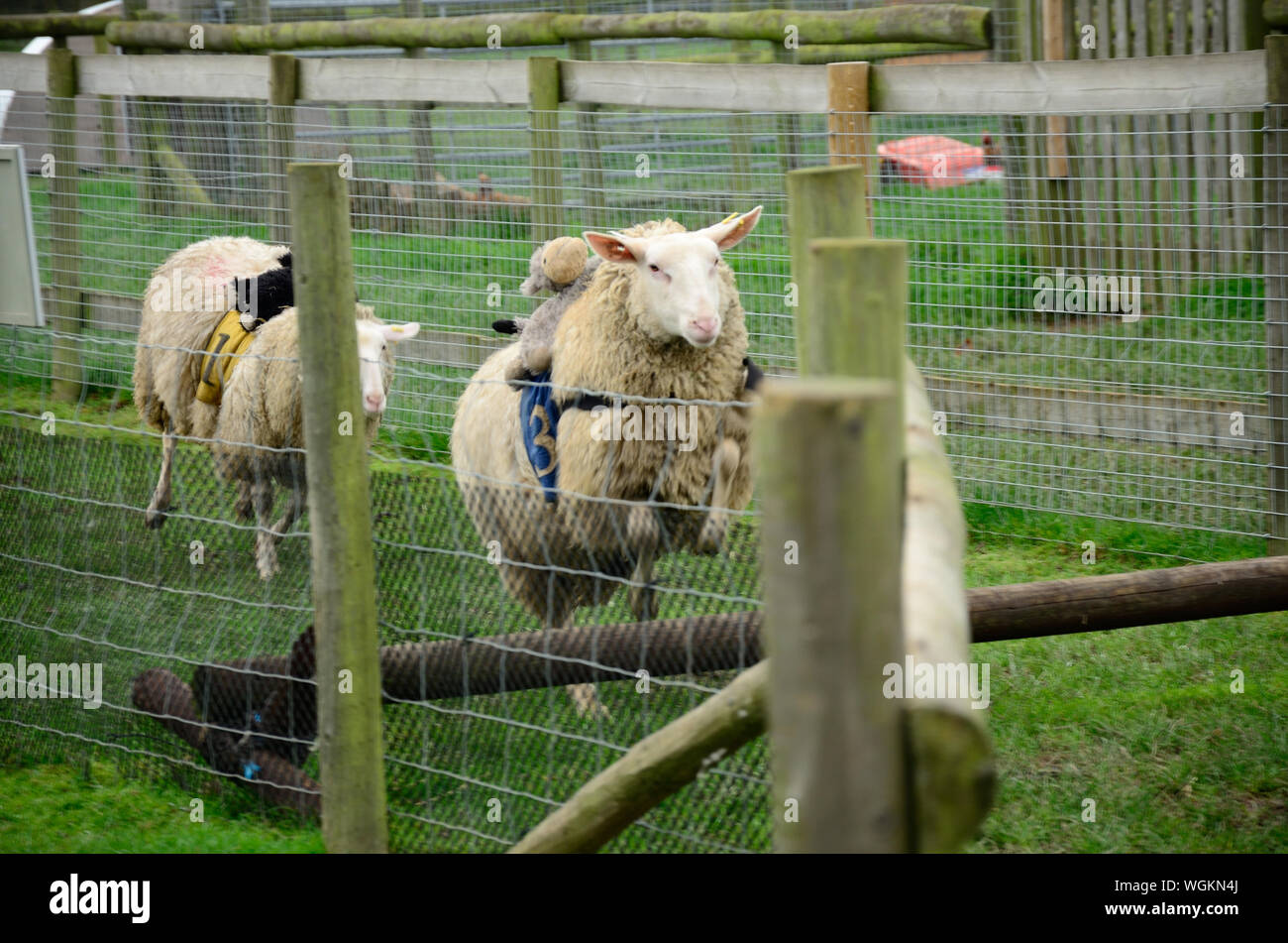 Sheep Running High Resolution Stock Photography and Images - Alamy
