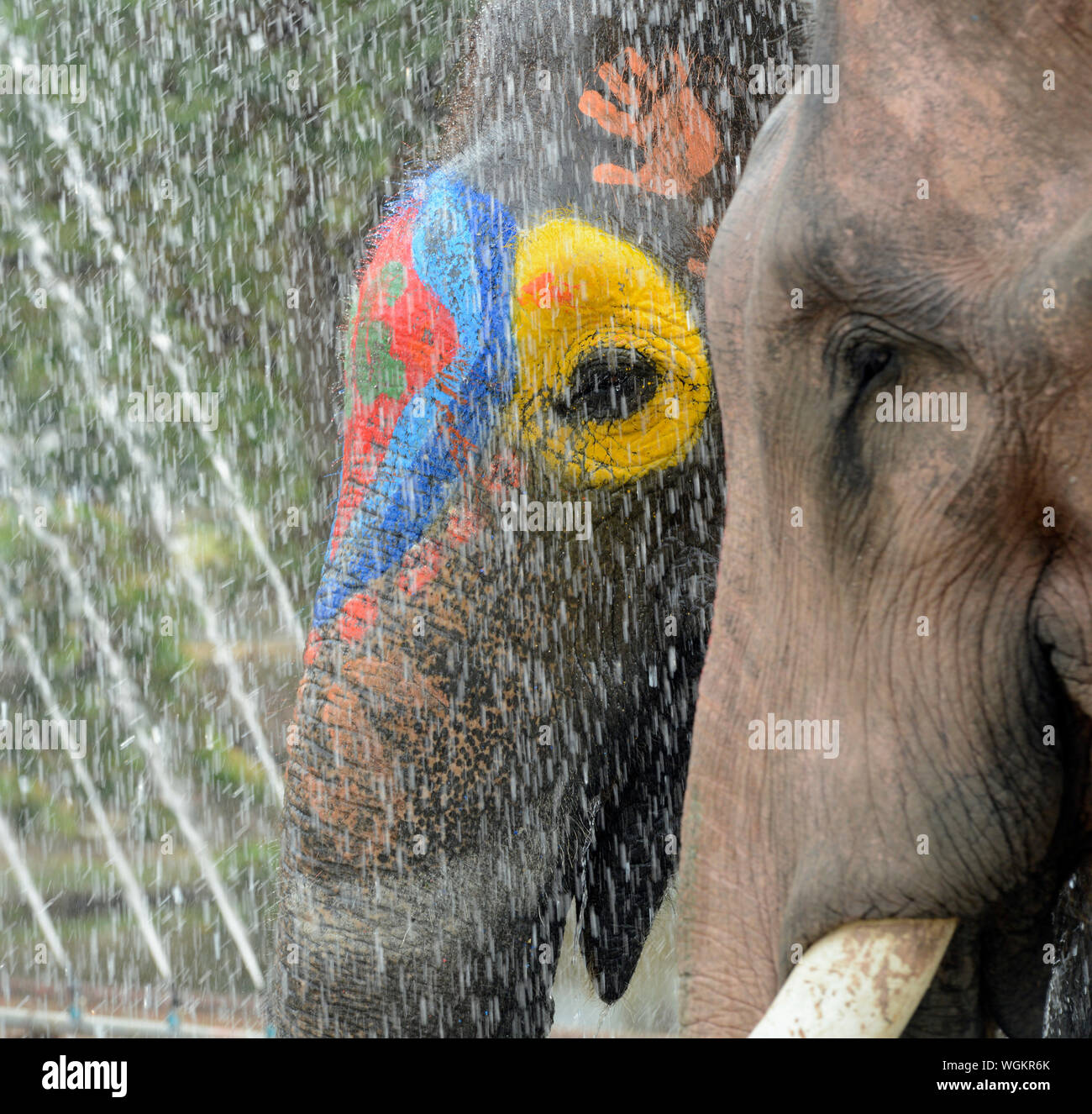 Elephant Front Face High Resolution Stock Photography and Images - Alamy