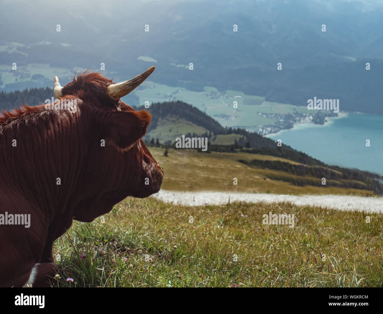 Alpine cattle hi-res stock photography and images - Alamy