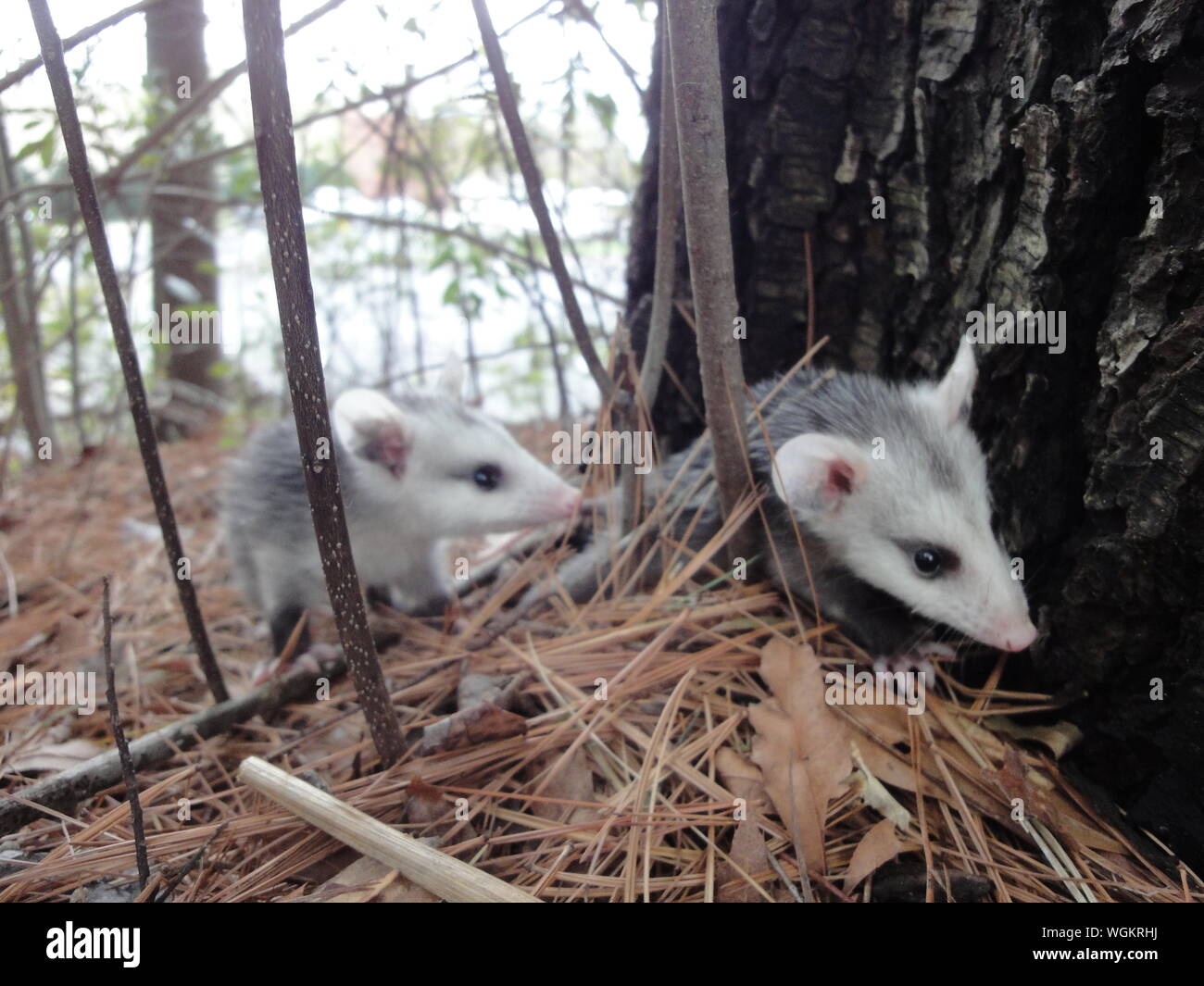 Possums hi-res stock photography and images - Alamy