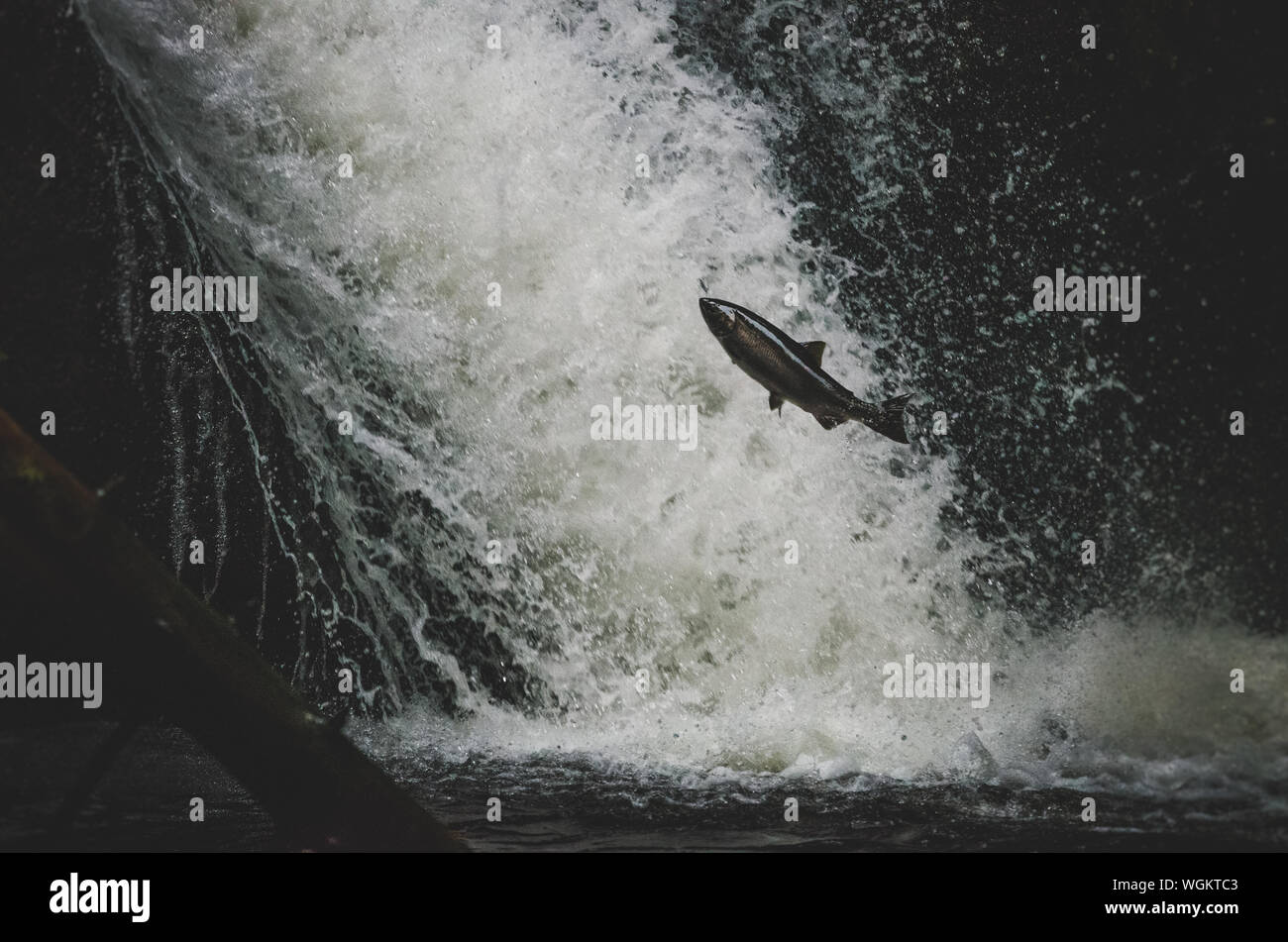 Jumping Fish River High Resolution Stock Photography and Images - Alamy