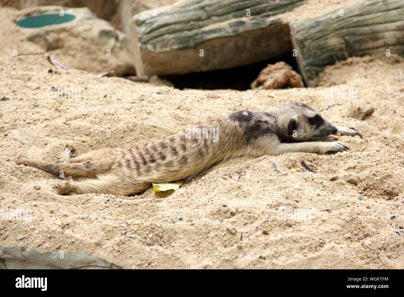 Meerkat lying down hi-res stock photography and images - Alamy