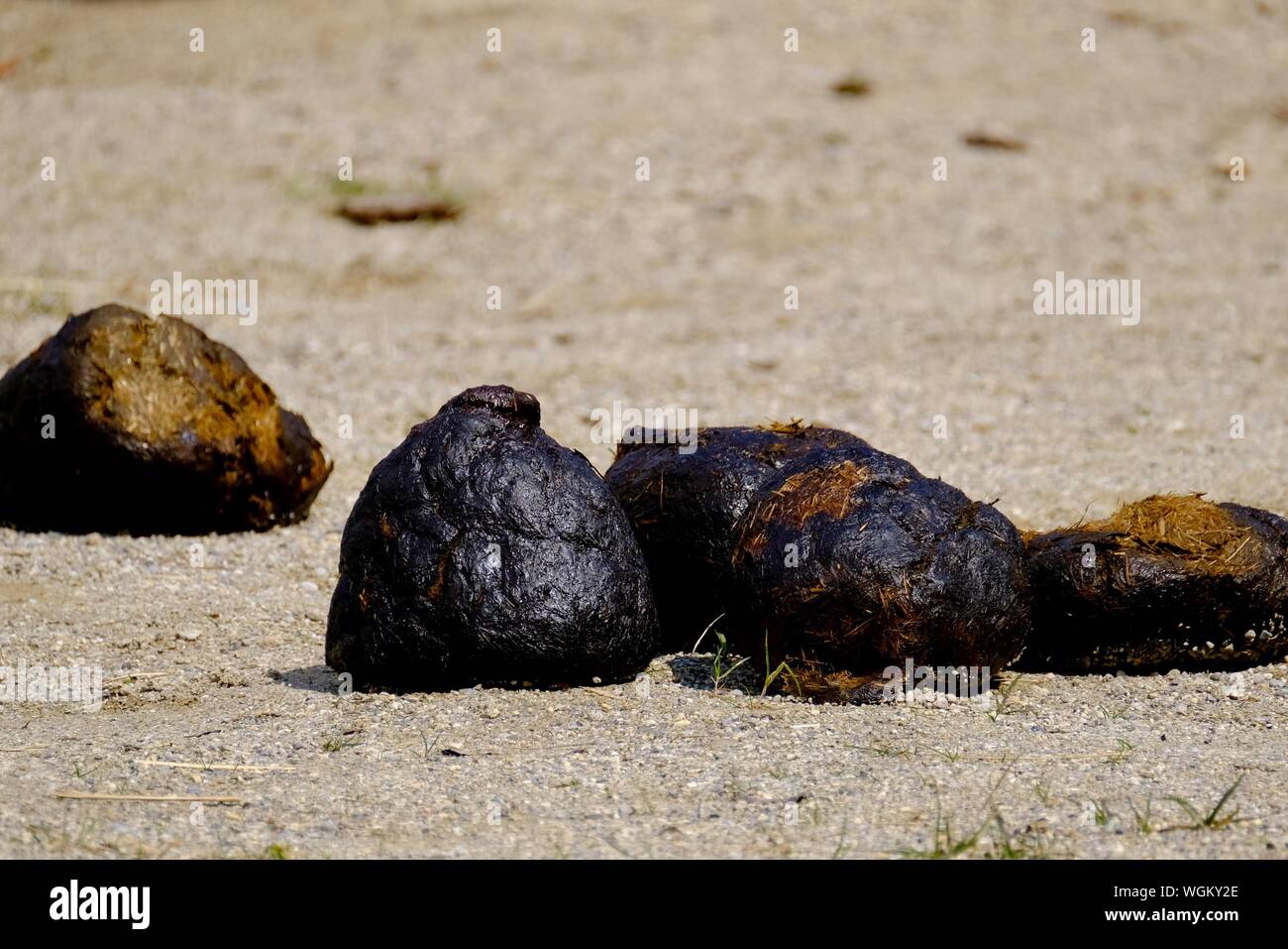 Animal dung hi-res stock photography and images - Alamy