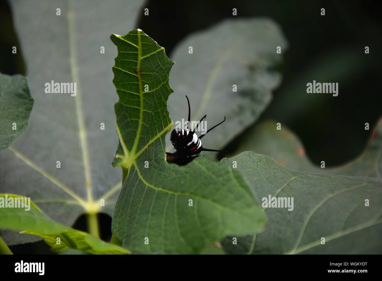 Caterpillar feeding hi-res stock photography and images - Alamy