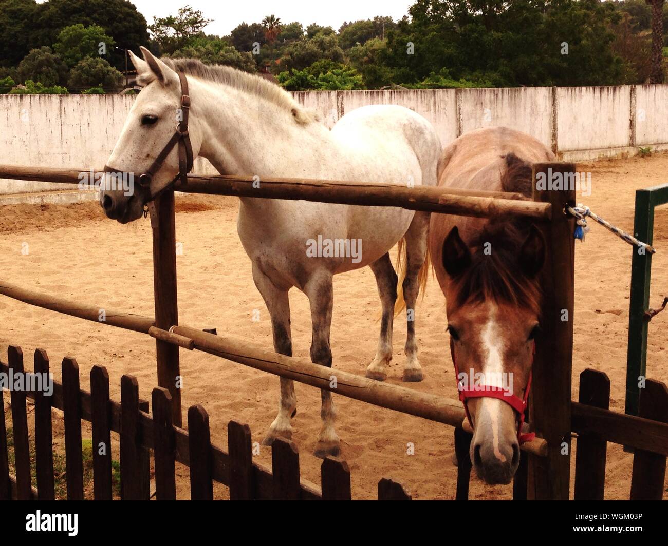 Two horses in pen hi-res stock photography and images - Alamy