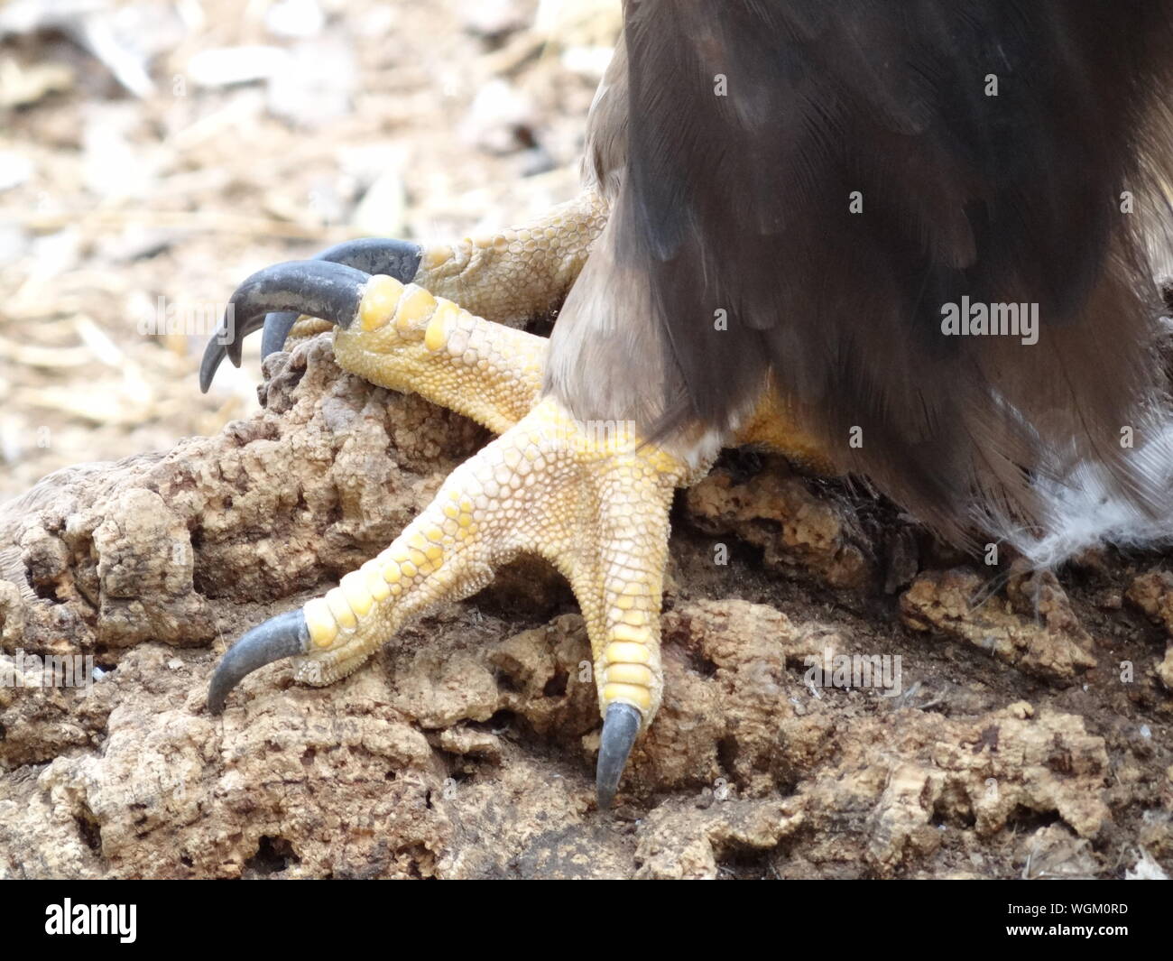 Claws bird close up hi-res stock photography and images - Alamy
