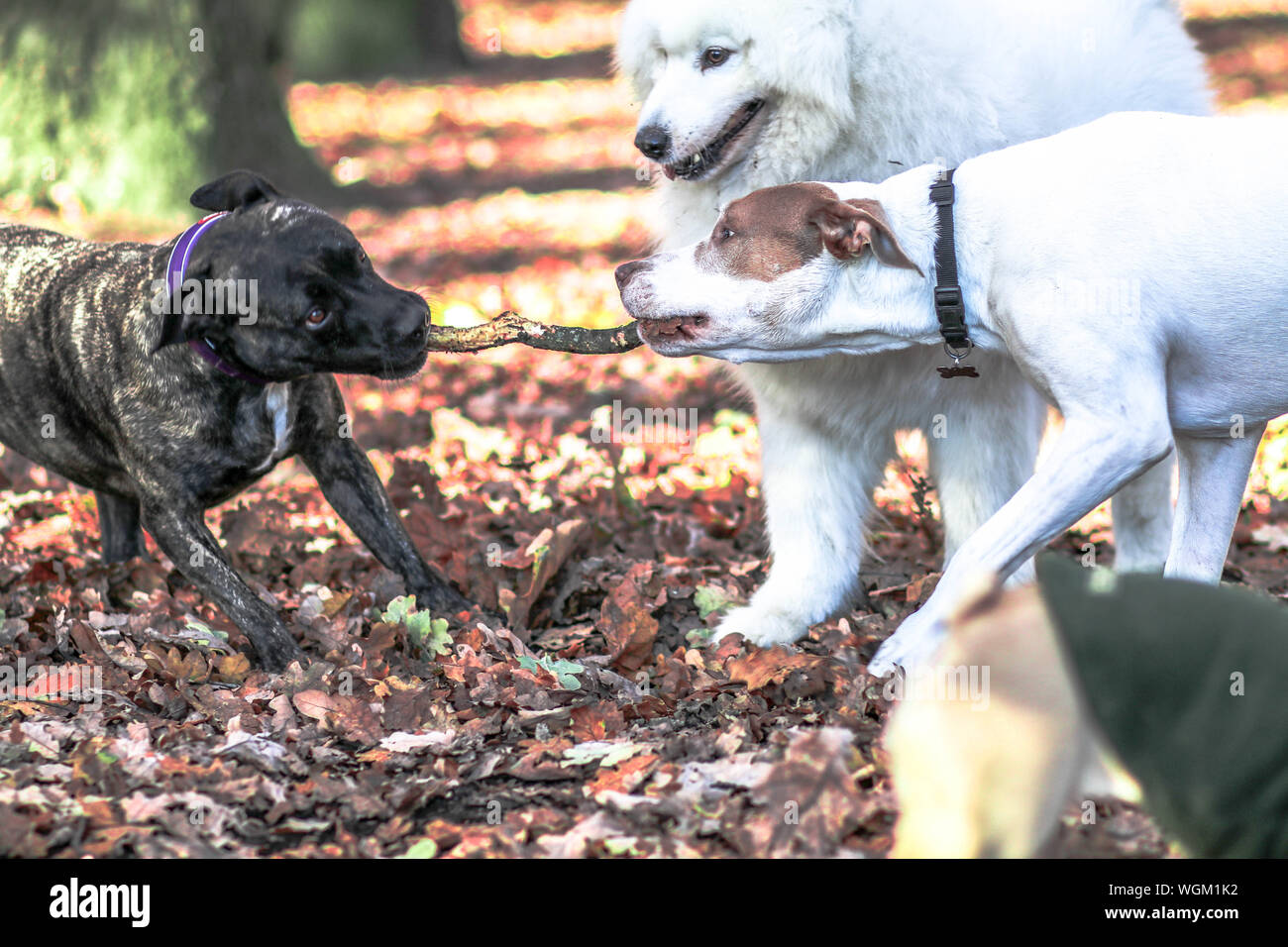 Stick fighting hi-res stock photography and images - Alamy