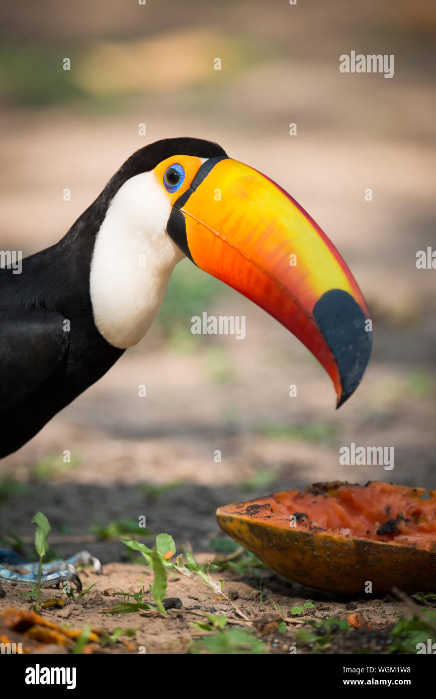 Toco toucan eating hi-res stock photography and images - Alamy