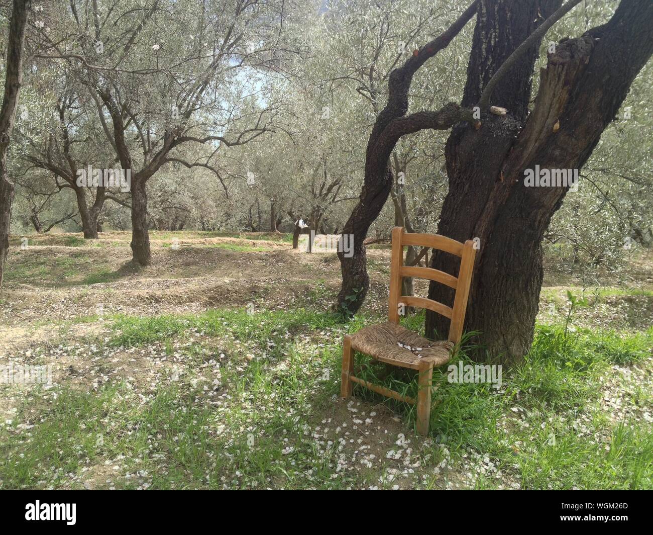 Wood branch chair hi-res stock photography and images - Alamy