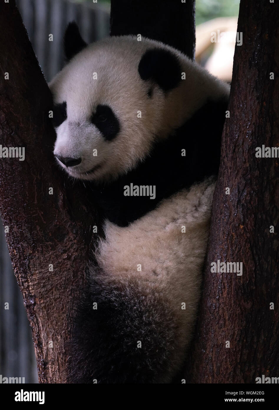 Chinese endangered bamboo asia mammal landscape hi-res stock ...