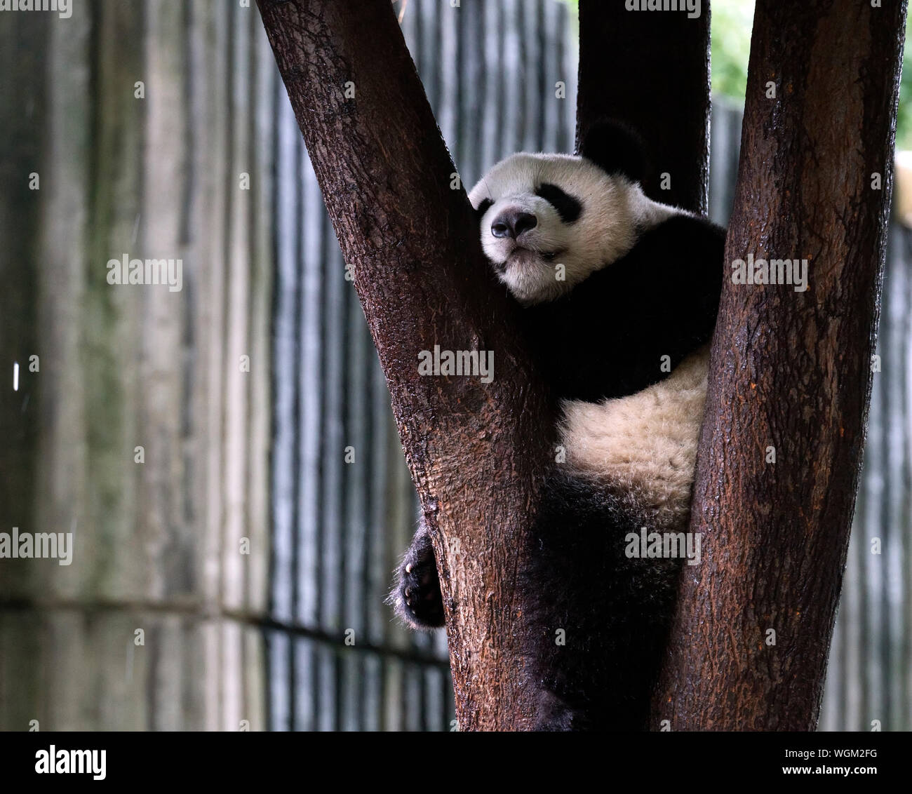 Giant panda in Chengdu, China Stock Photo - Alamy