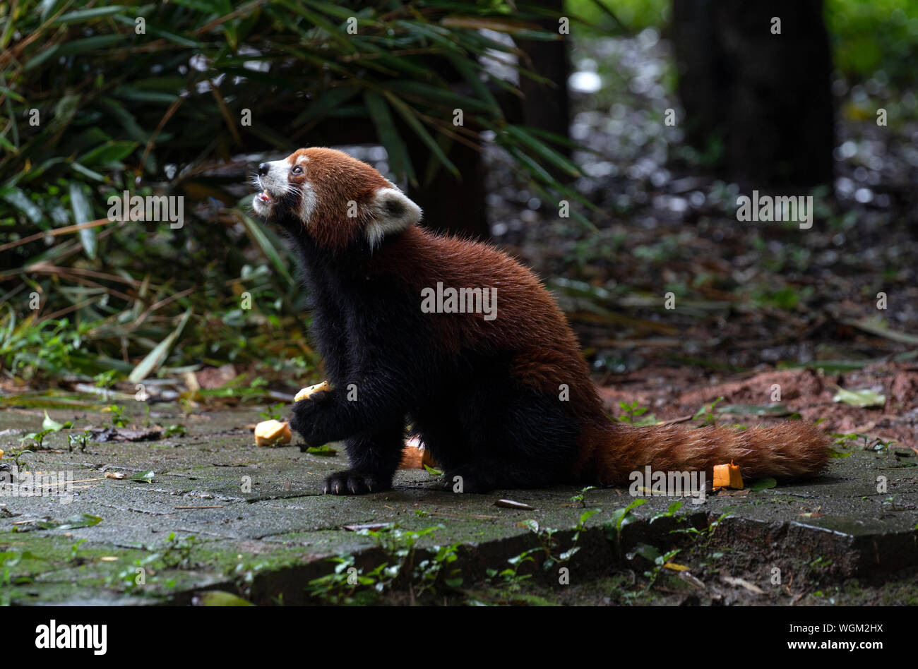 Red panda in Chengdu, China Stock Photo - Alamy