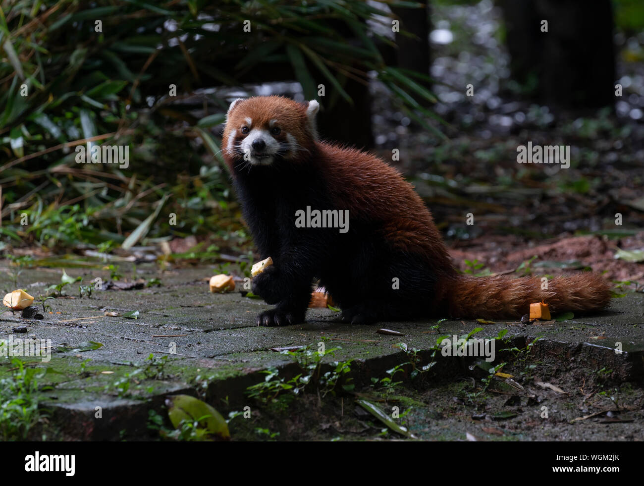 Red panda in Chengdu, China Stock Photo - Alamy