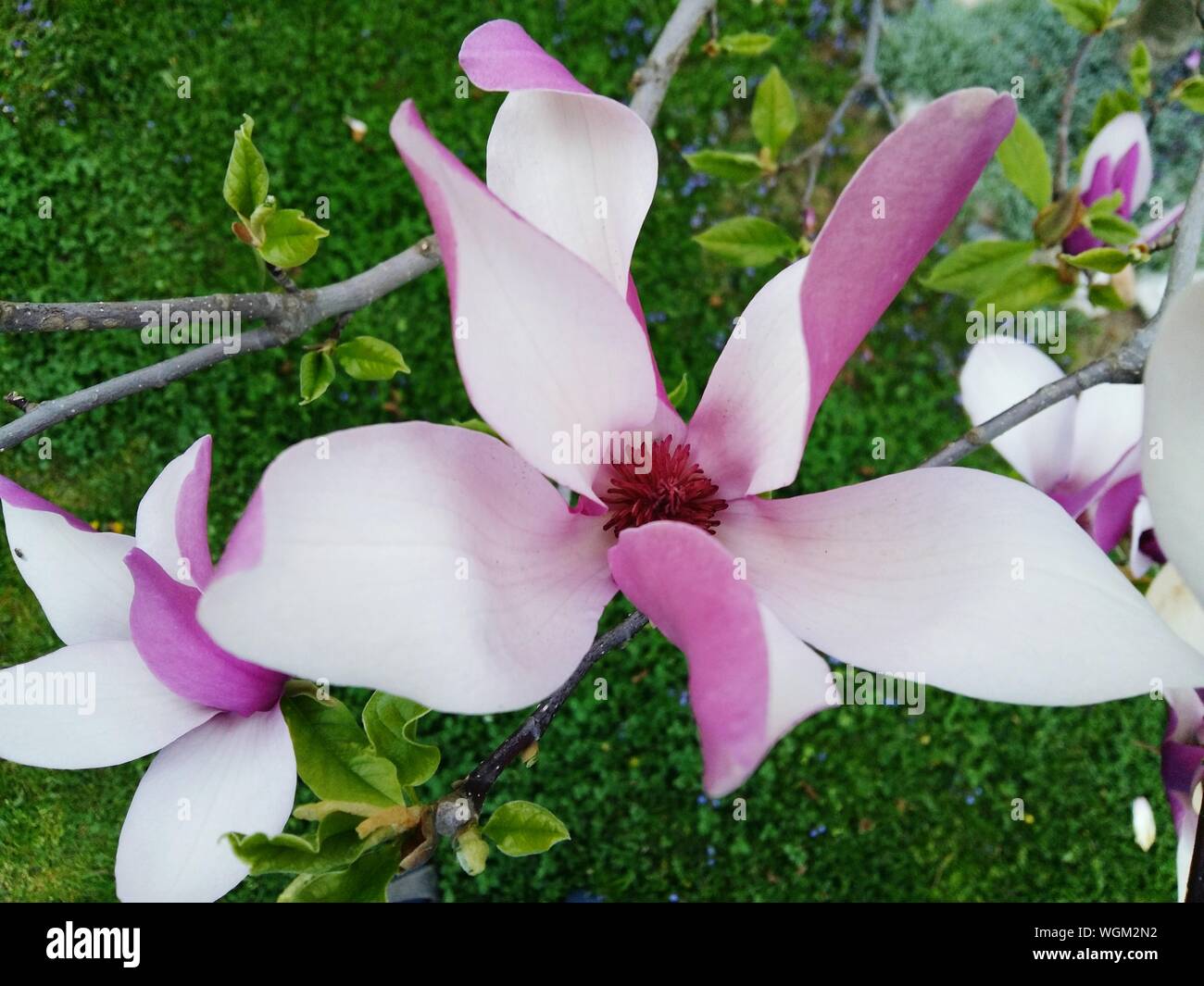 Magnolia Up Close High Resolution Stock Photography and Images - Alamy