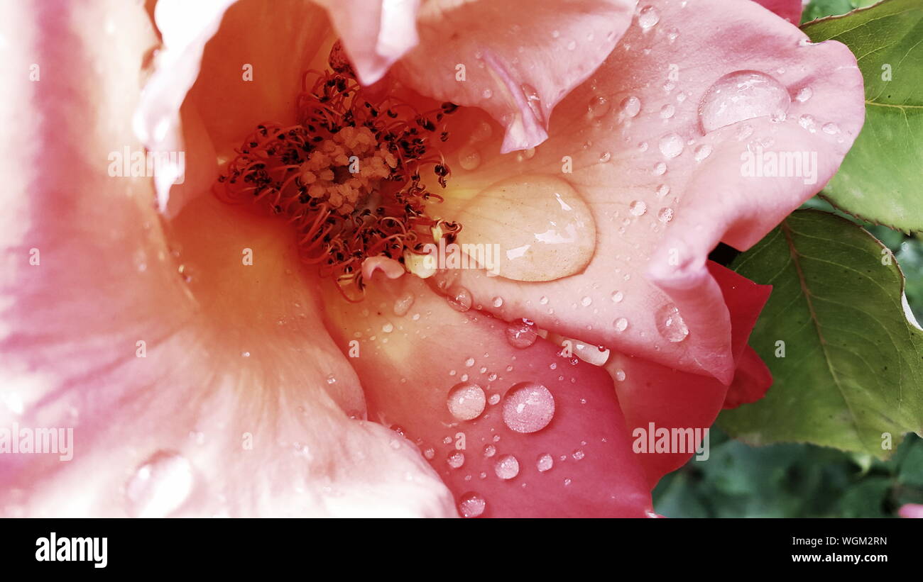 Wet Pink Rose High Resolution Stock Photography and Images - Alamy