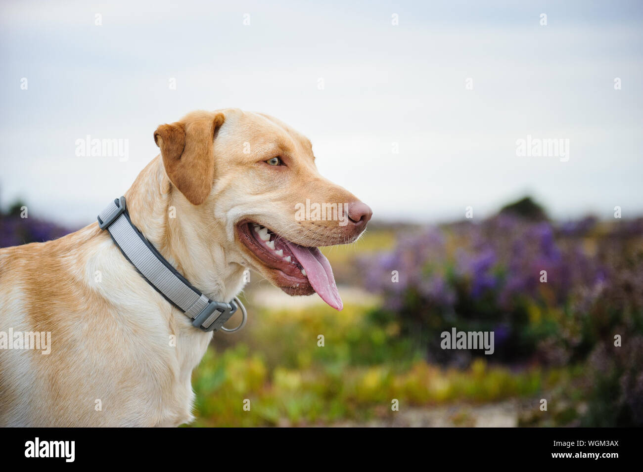 Labrador Side View High Resolution Stock Photography and Images - Alamy