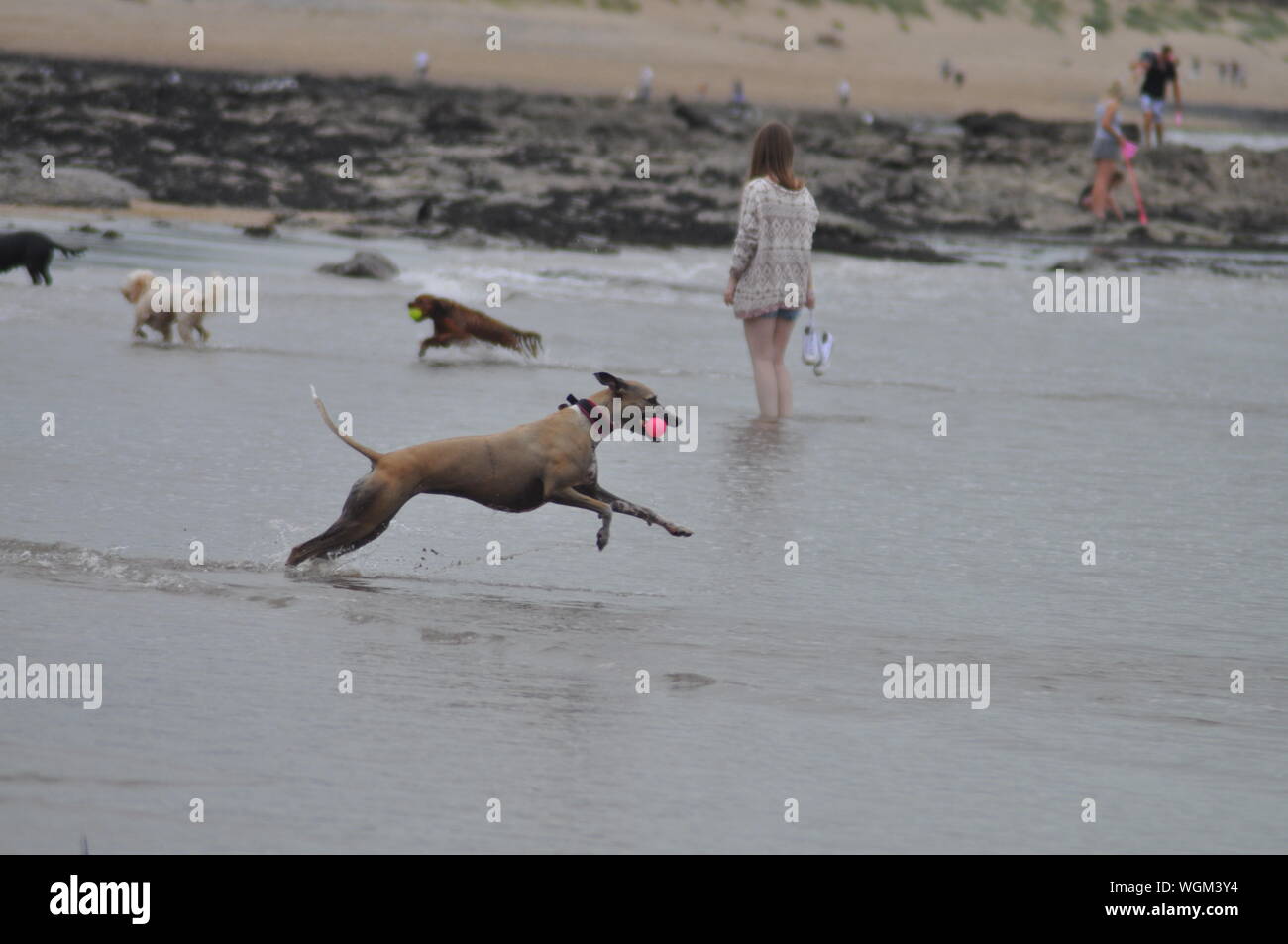 Group dogs beach hi-res stock photography and images - Alamy