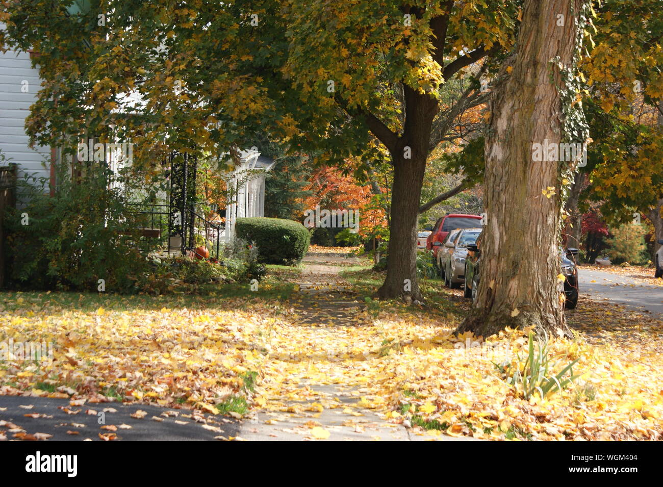Tree covering pathway hi-res stock photography and images - Alamy