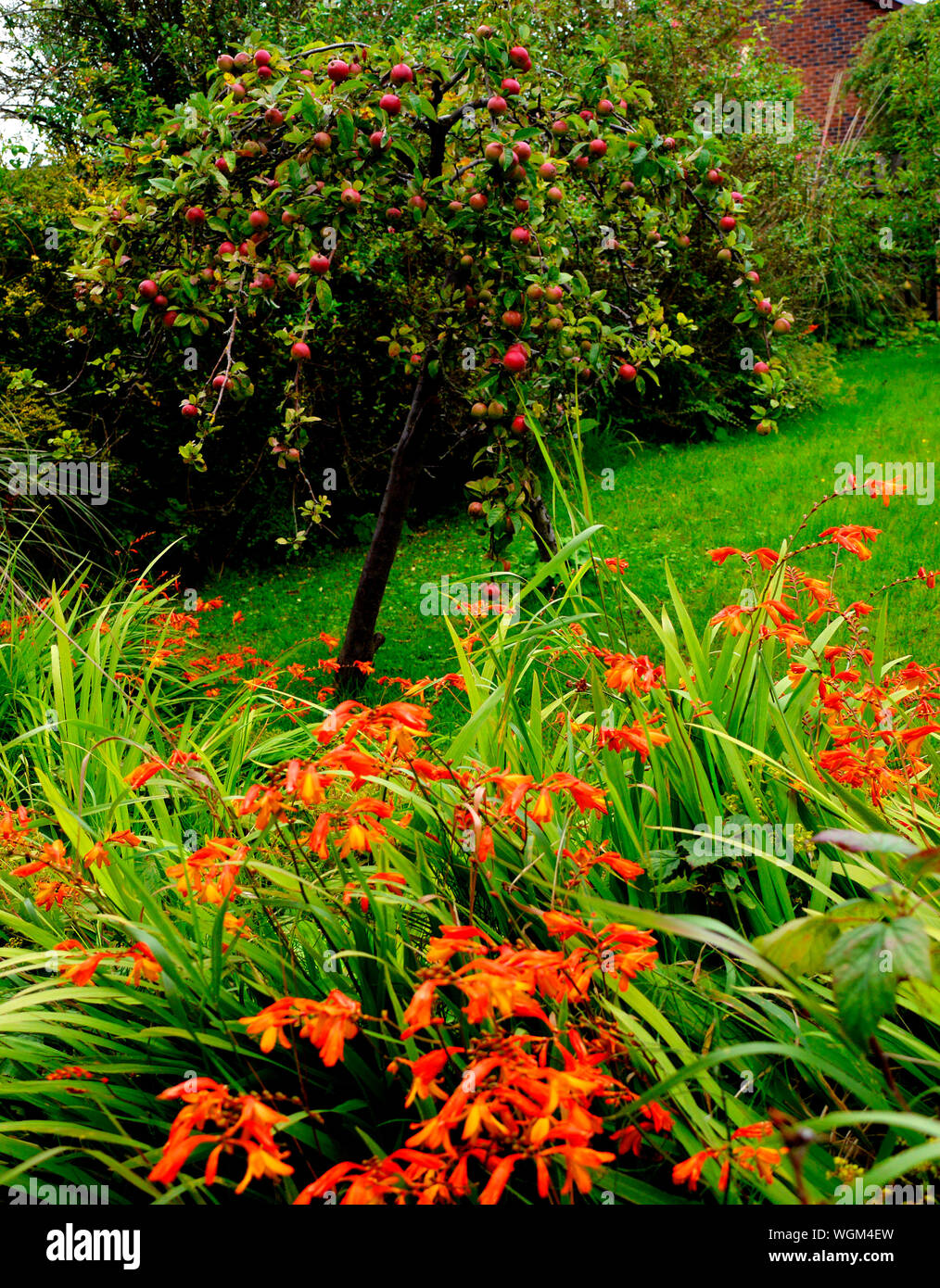 Fruit trees and fruit in a garden in Northern England Stock Photo - Alamy
