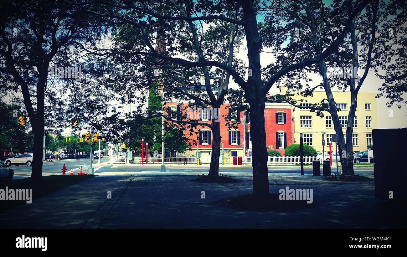 Trees On Pavement Beside Street Stock Photo - Alamy