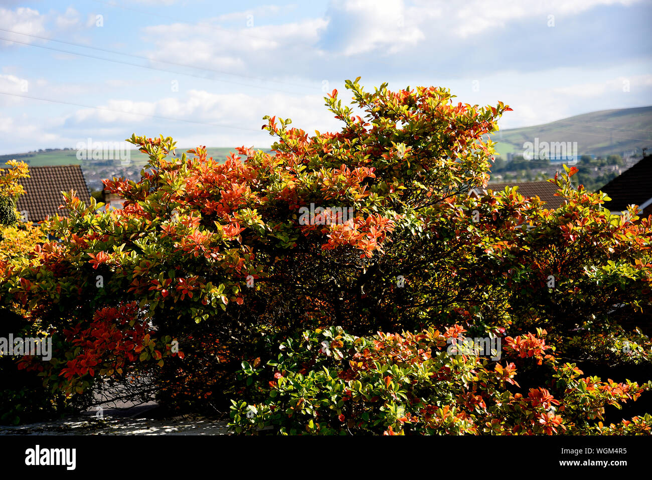 Autumn Foliage in a garden in Northern England Stock Photo - Alamy