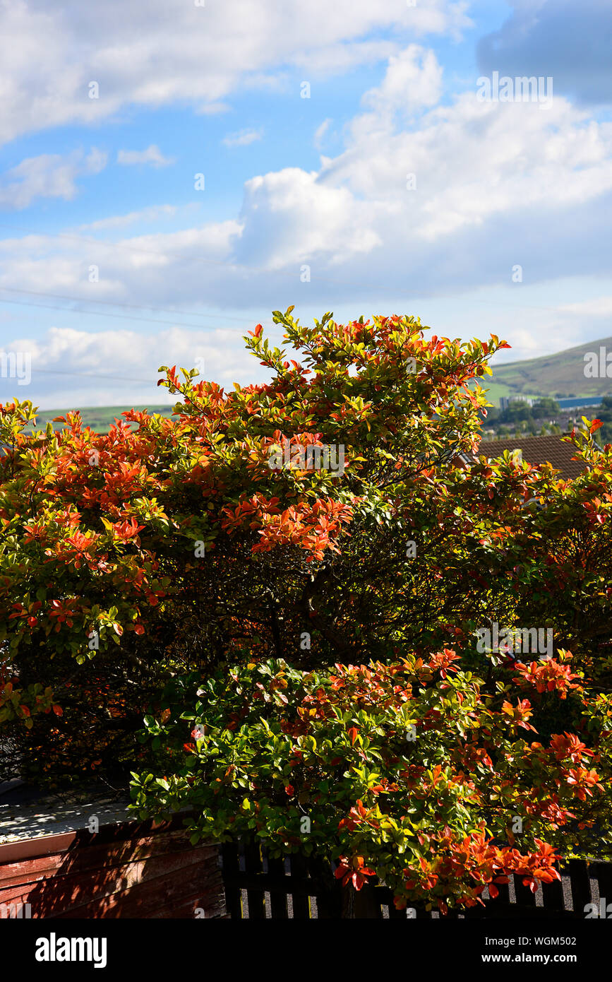 Autumn Foliage in a garden in Northern England Stock Photo - Alamy