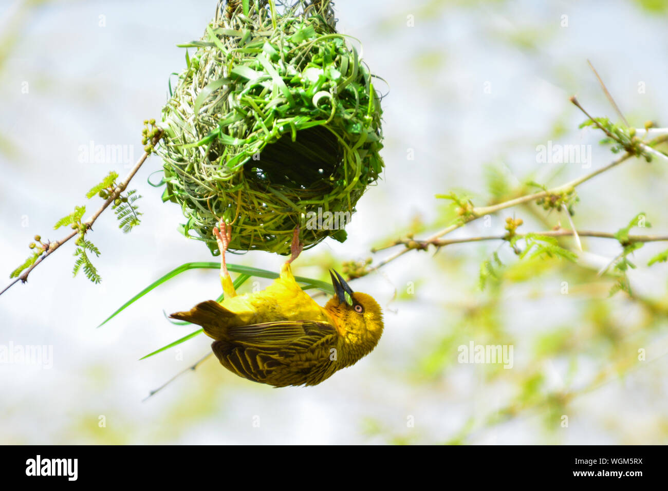 Bird nest building hi-res stock photography and images - Alamy